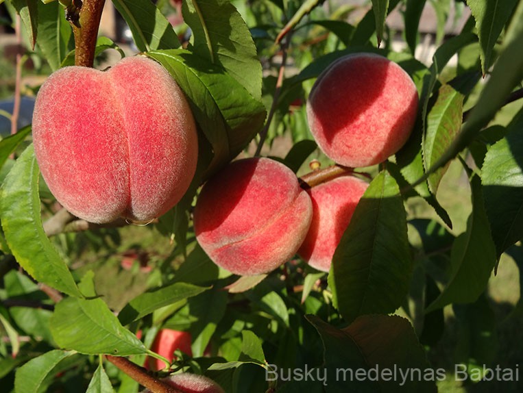 Persikas Inka - Persikų sodinukai - Persikų veislės